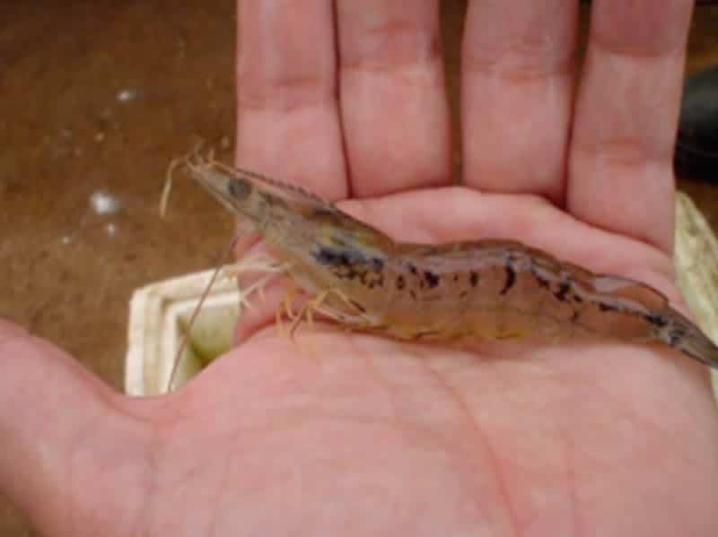 Balnova | Enfermedades en camarones